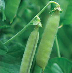 Halifax Seed - Peas - Sugar Snap Pole Pea 6'-7'